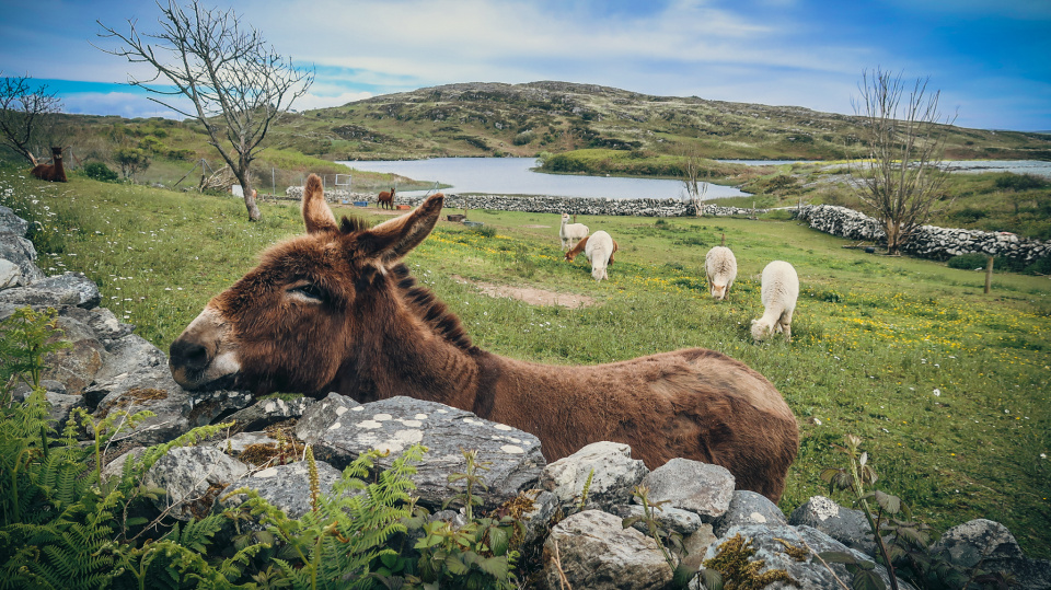 The Full Irish! | freespiral | Blipfoto