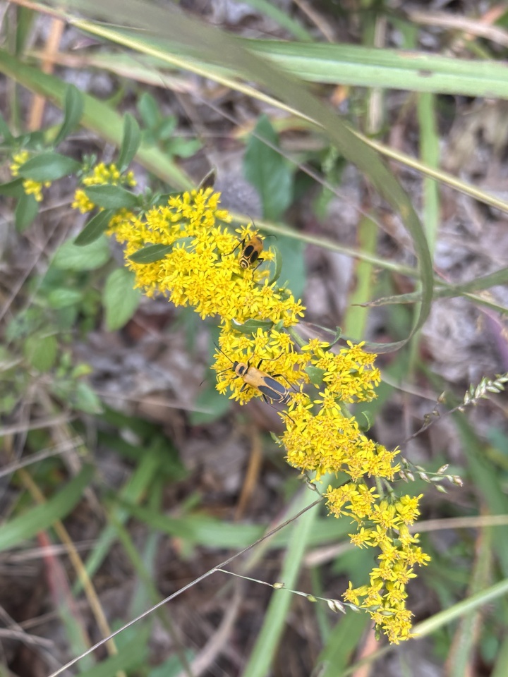 Goldenrod | Kimb | Blipfoto