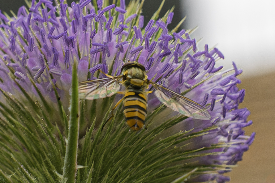 Marmalade hoverfly on a teazel flower | DNWinterburn | Blipfoto