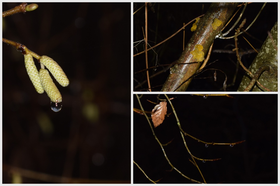 Down by the ponds | rat | Blipfoto