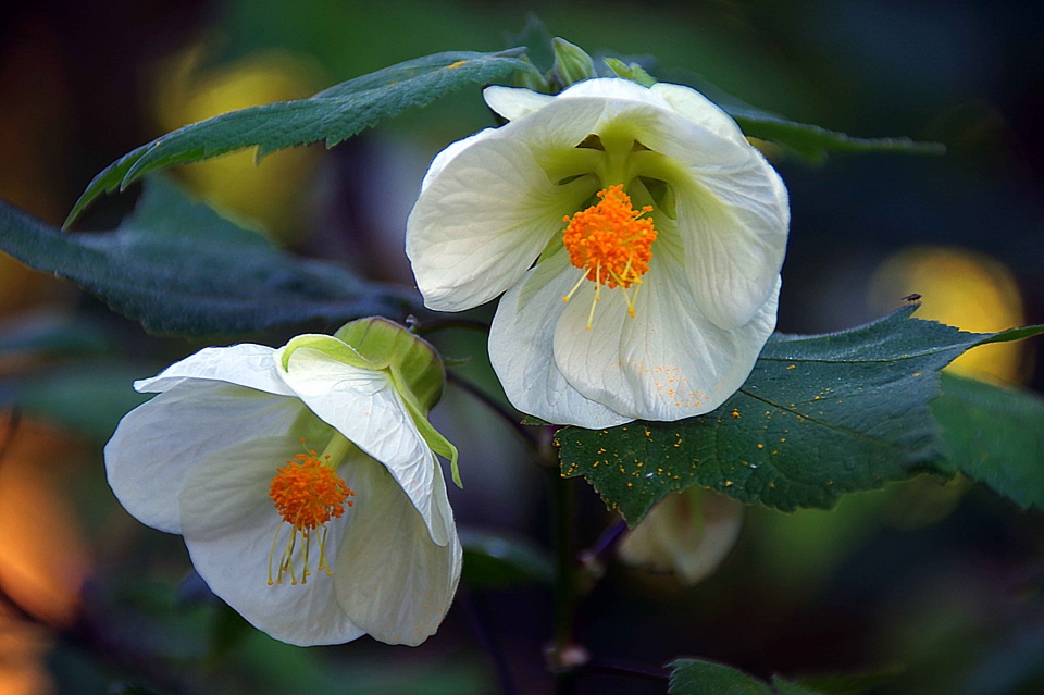 Chinese bell flower | mpp26 | Blipfoto
