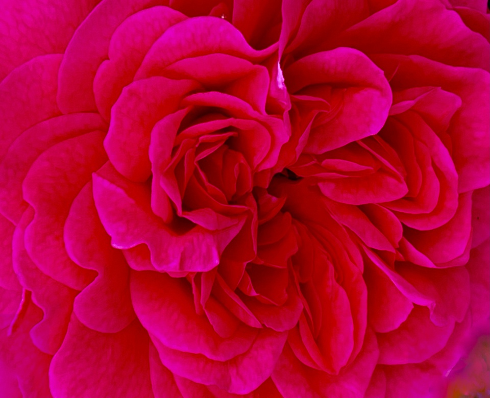 Abstract Rose | Wildwood | Blipfoto