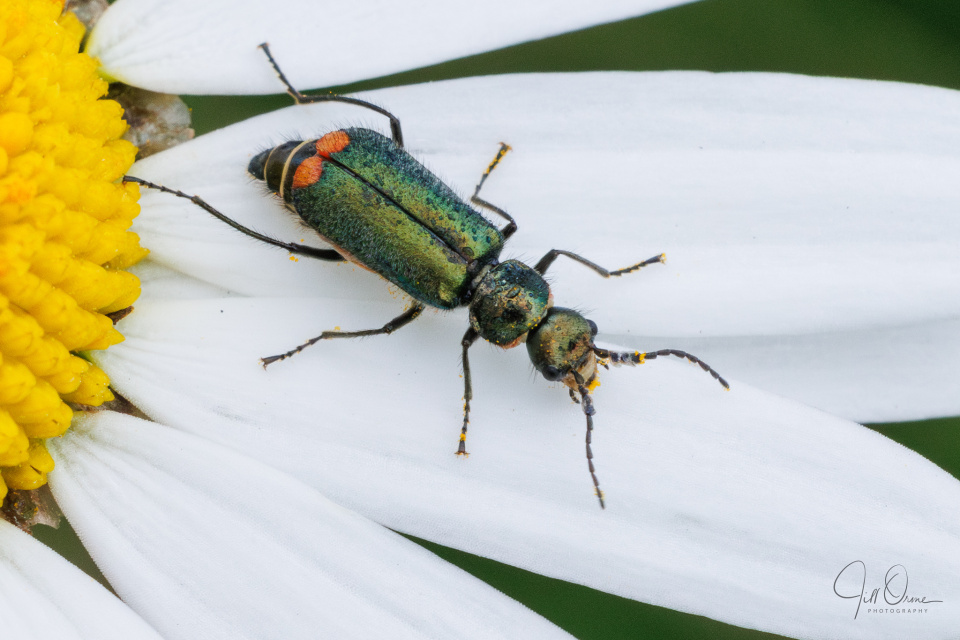 Malachite | JDO | Blipfoto