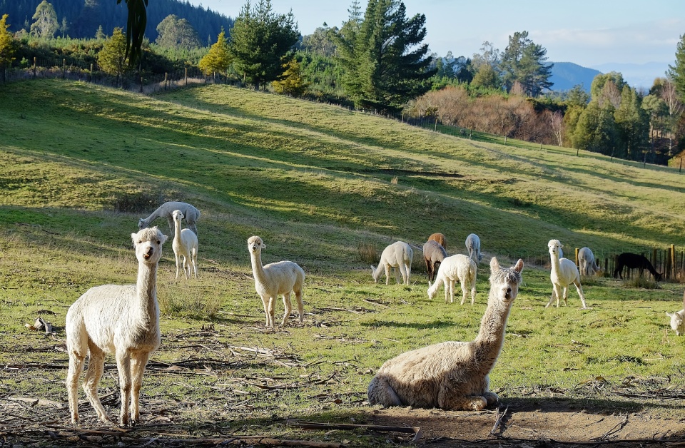 Wild Wednesday . . .Alpaca | V1k1 | Blipfoto