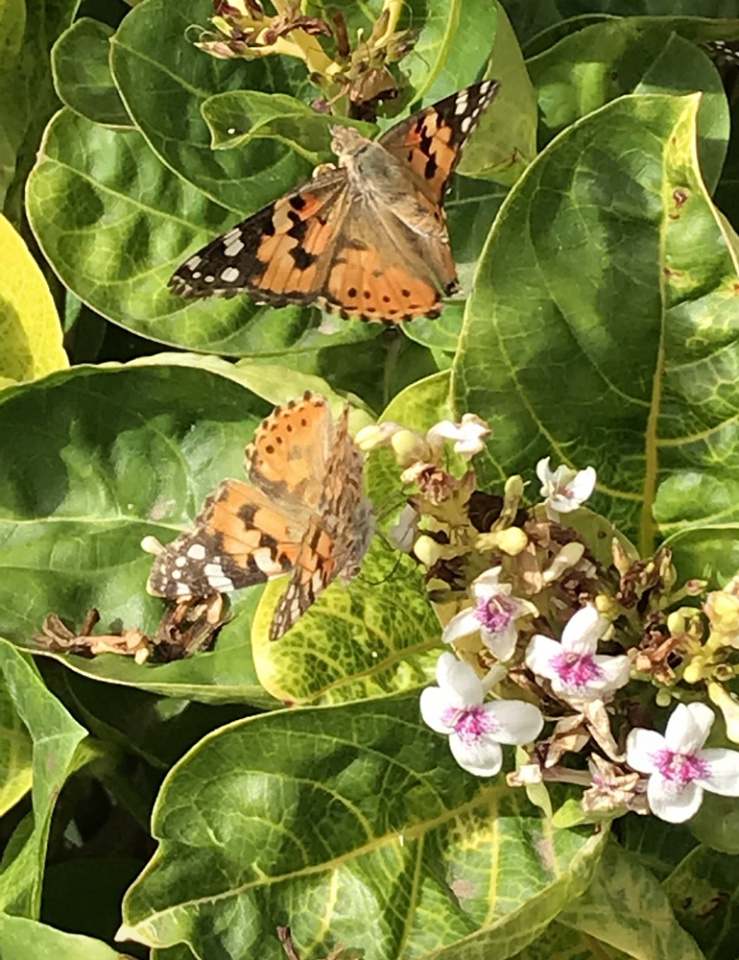 Butterflies at work | Totoro112 | Blipfoto
