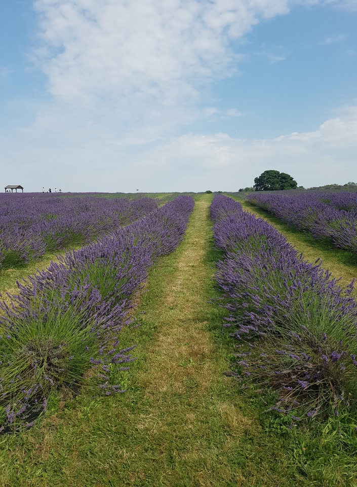 Mayfield Lavender Farm | Redberry | Blipfoto