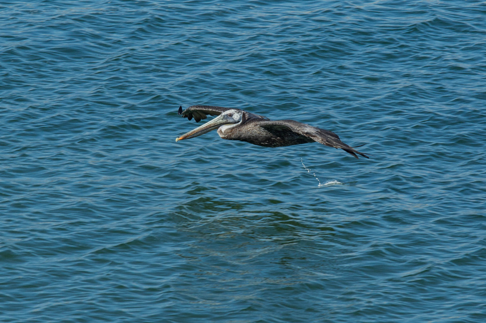 Pelican Poop | rsdphotography | Blipfoto