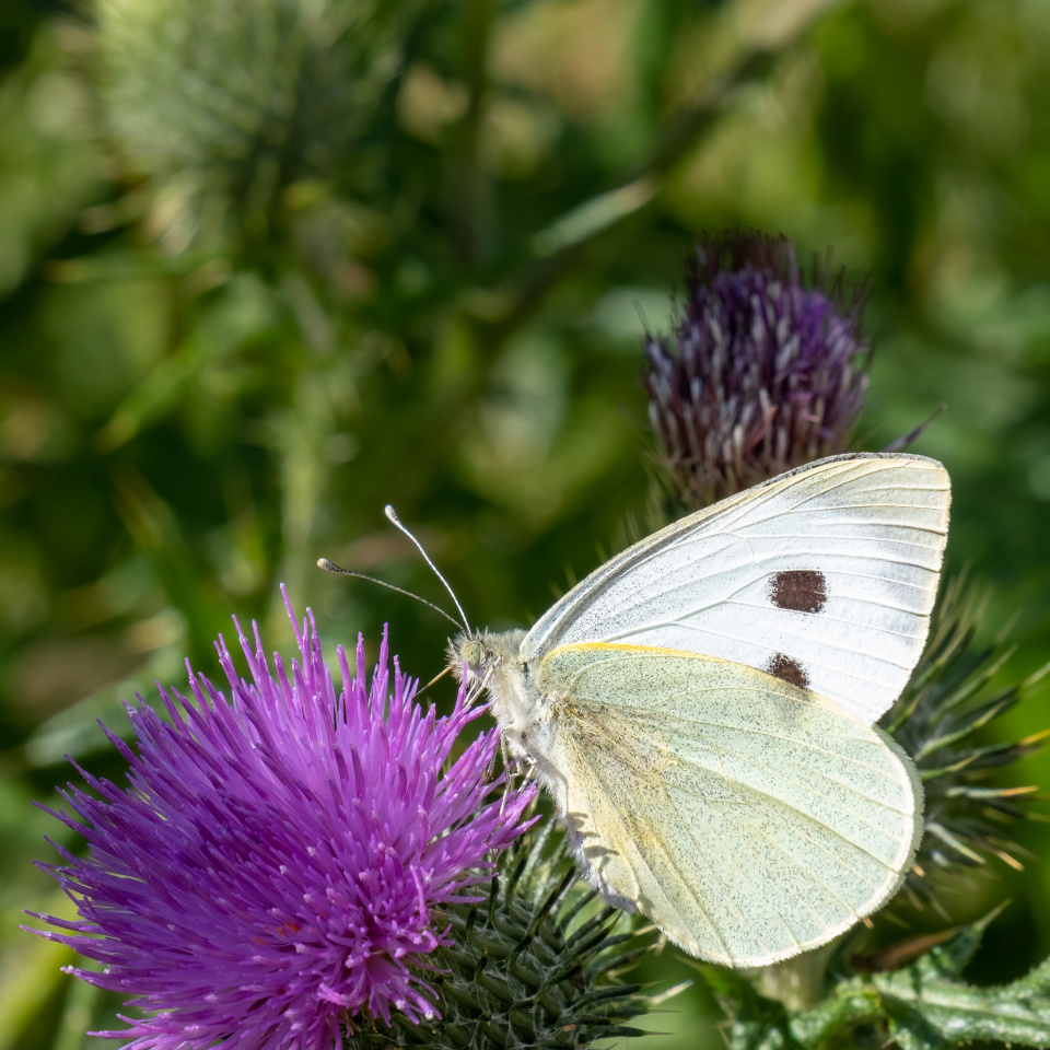 Large white butterfly | Stella2 | Blipfoto