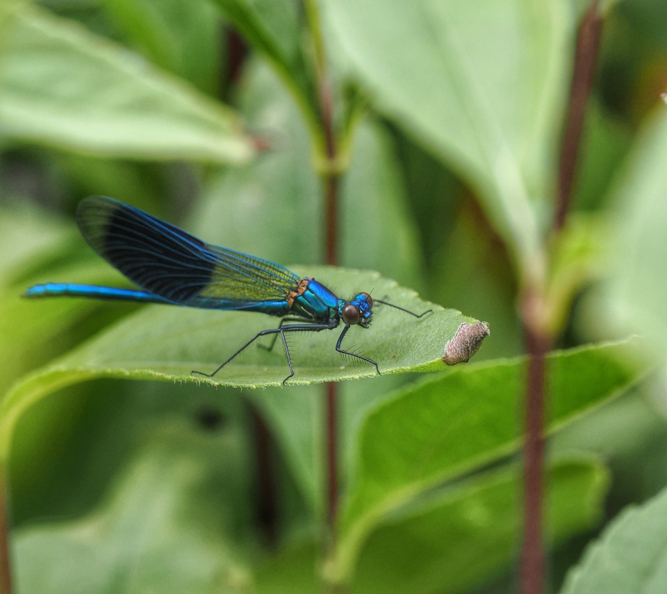 Lucky | Technophobe | Blipfoto