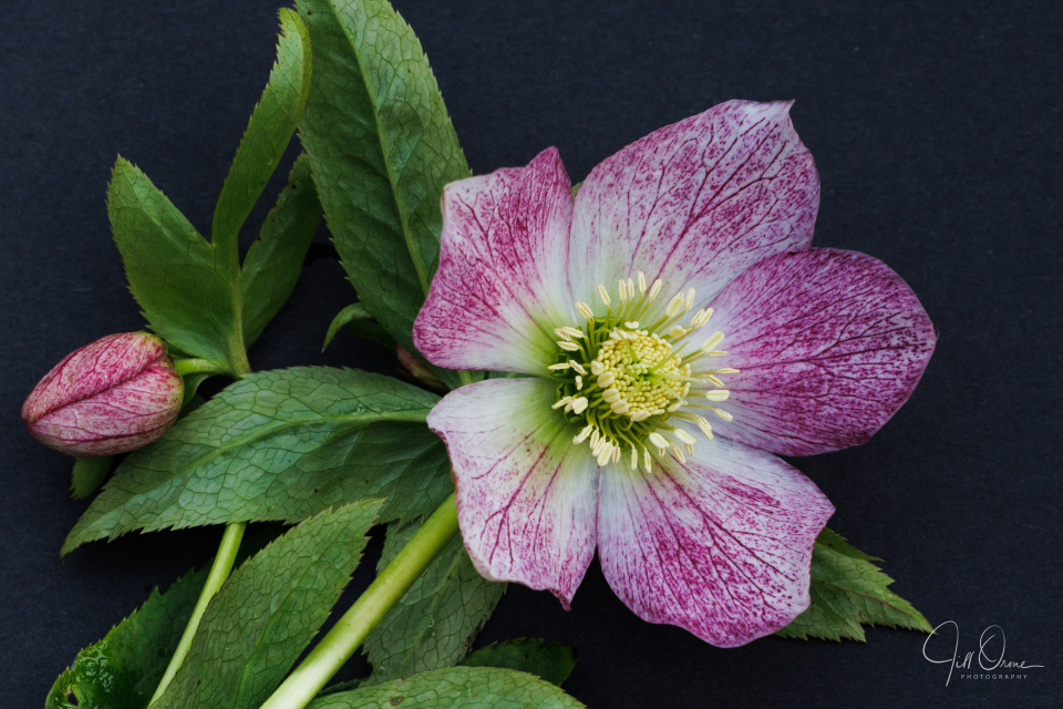 Cross | JDO | Blipfoto