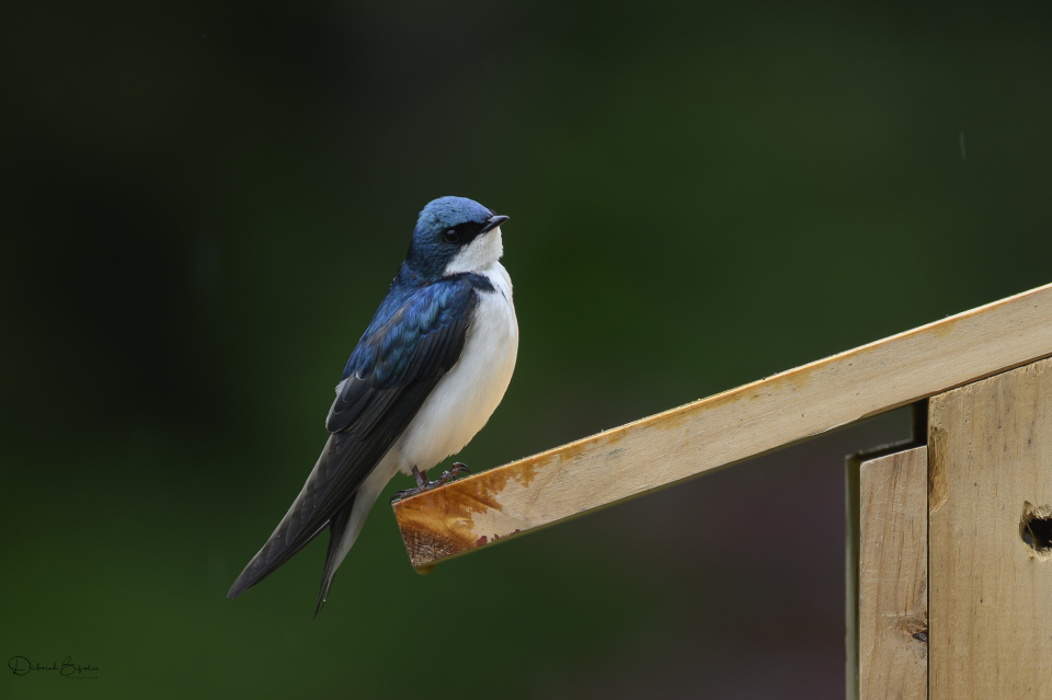 Pest Control | dbifulco | Blipfoto