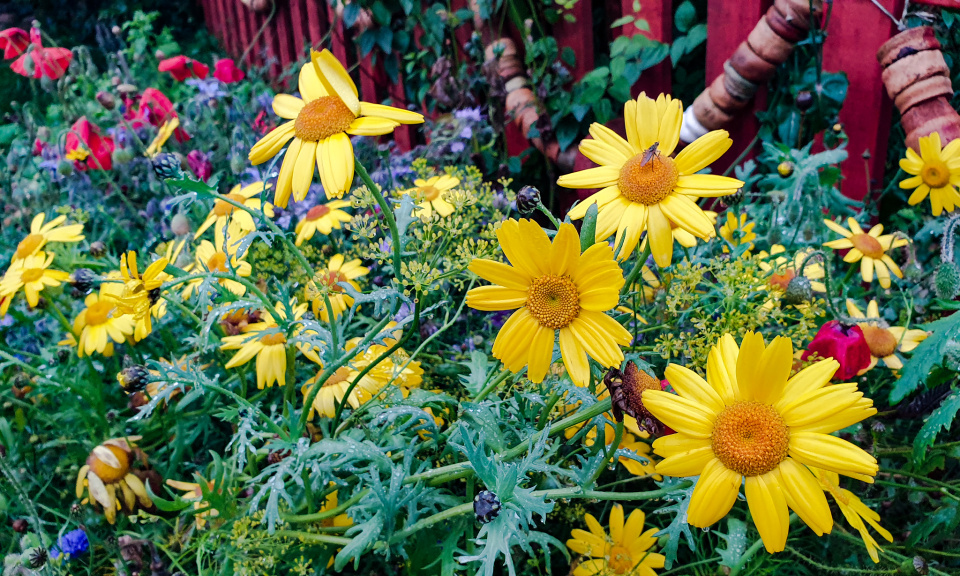 Cheery Flowers on a Dull Day | ZE1Christie | Blipfoto