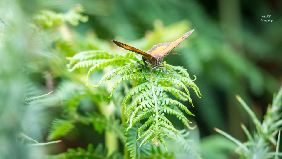 Gatekeeper in the Hills | Hevkk | Blipfoto