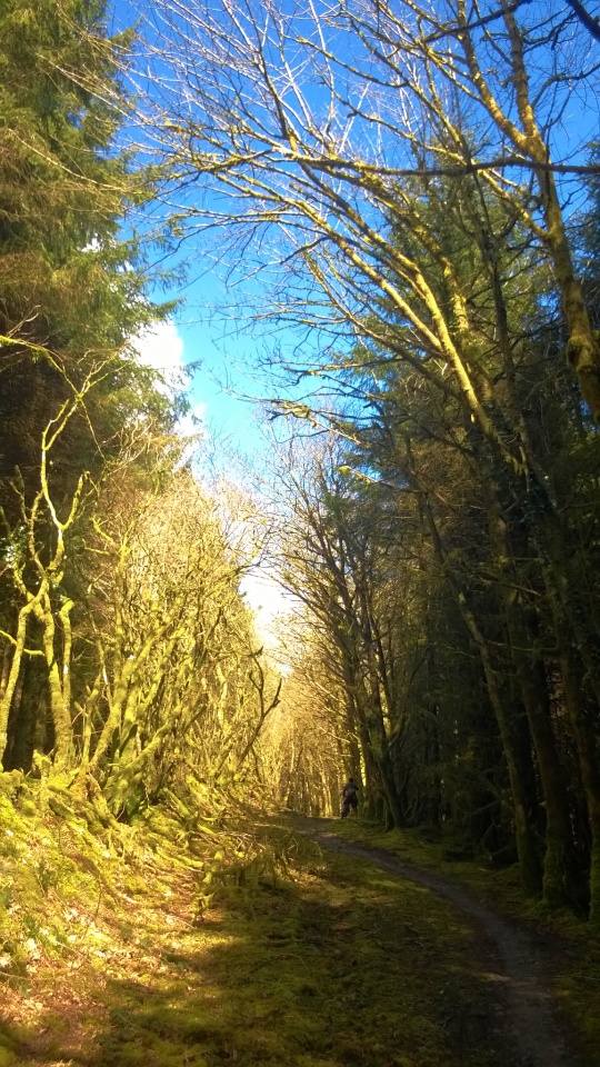 Brechfa Forest | aBitterTwist | Blipfoto