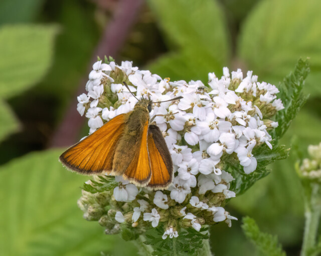 Small Skipper or Essex Skipper? #6 | Diane2104 | Blipfoto