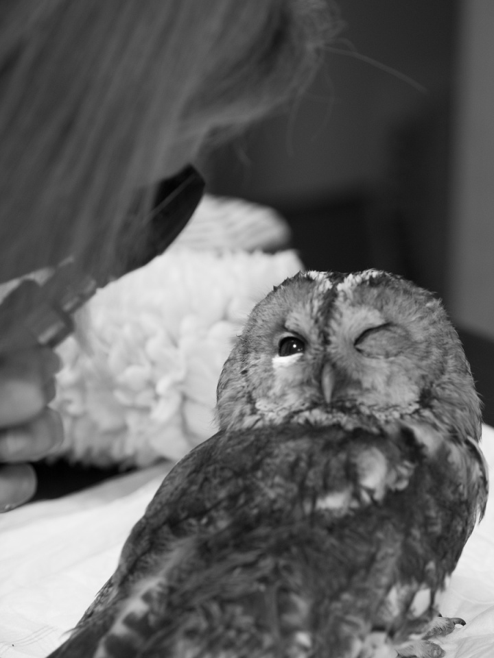 The Winking Owl | TMac | Blipfoto