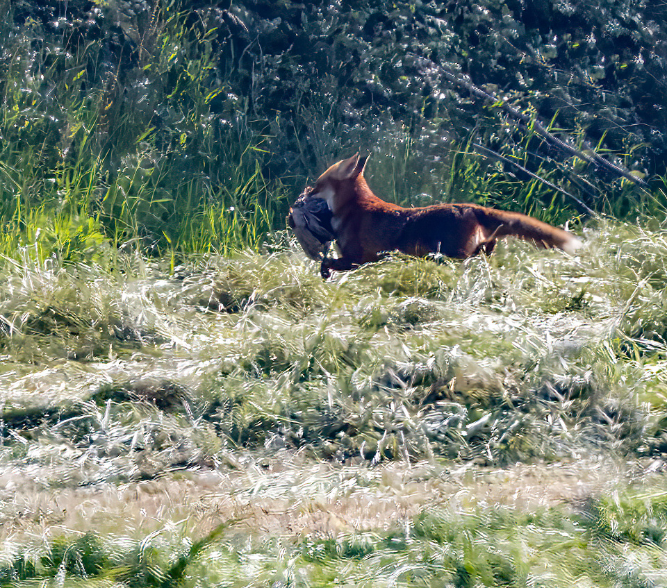 Trotting | Hillyblips | Blipfoto