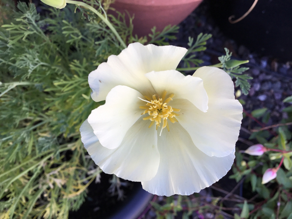 White California Poppy | fifetourer | Blipfoto