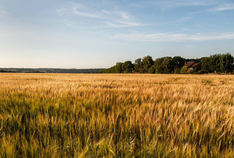 The Lark Field. | MarkLittledale | Blipfoto