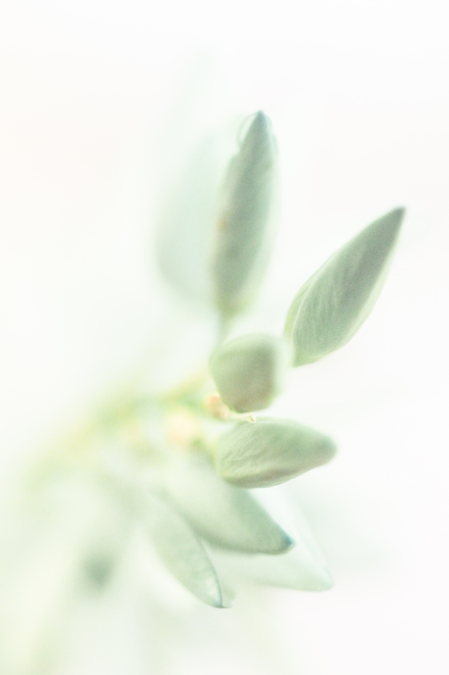 Ixia | trisharooni | Blipfoto