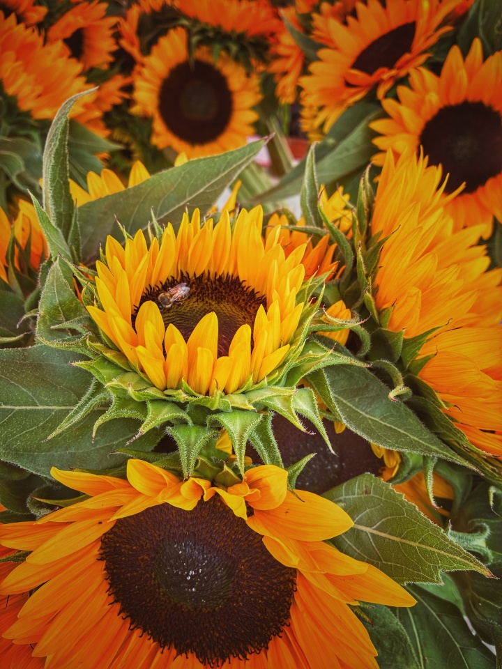 Sunflowers | Evie11 | Blipfoto