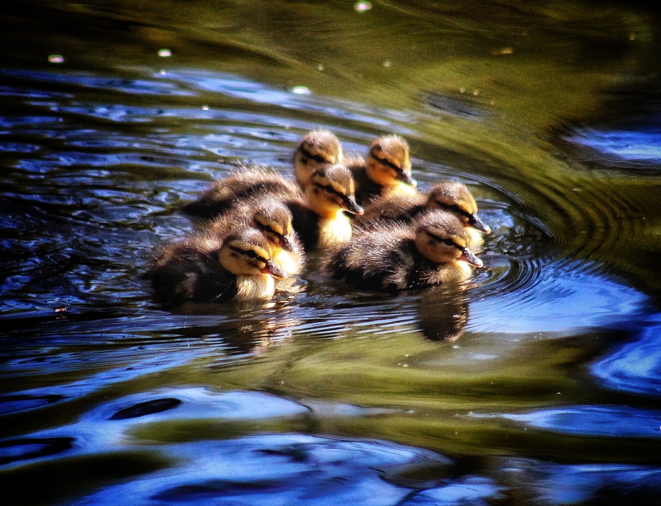 Wee ducks | Charlie17 | Blipfoto