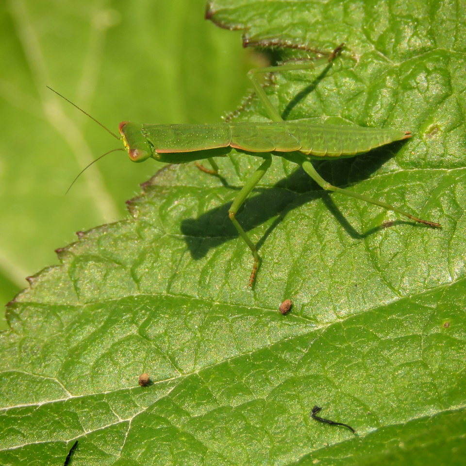 Third Instar | cabbagetree | Blipfoto