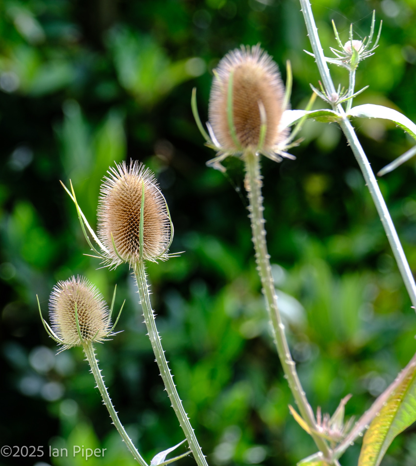 Teasel | ianpiper | Blipfoto