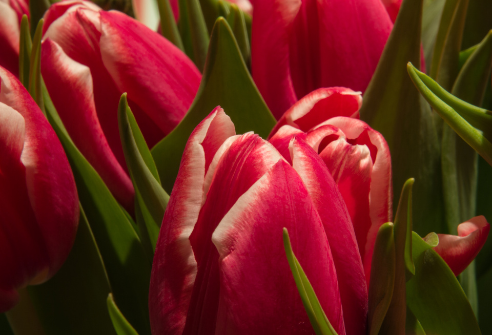 Bichromatic Tulips | Kernow | Blipfoto