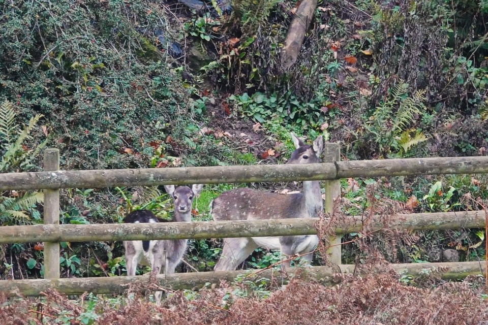 Wye Walk | BobsBlips | Blipfoto