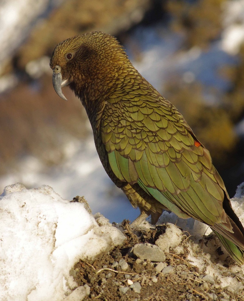 New Zealand Kea - Mountain Parrot | mpp26 | Blipfoto