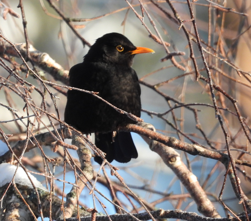 Mustarastas, Turdus merula | leah | Blipfoto