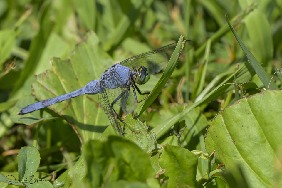 Pondhawk | dbifulco | Blipfoto