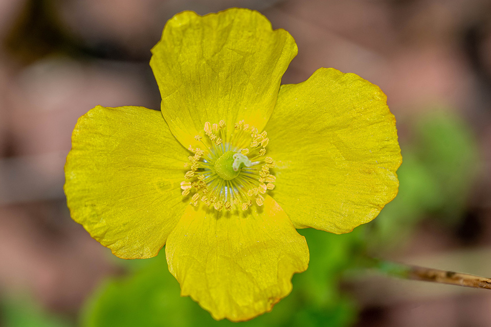 Welsh Poppy | Kaybee | Blipfoto