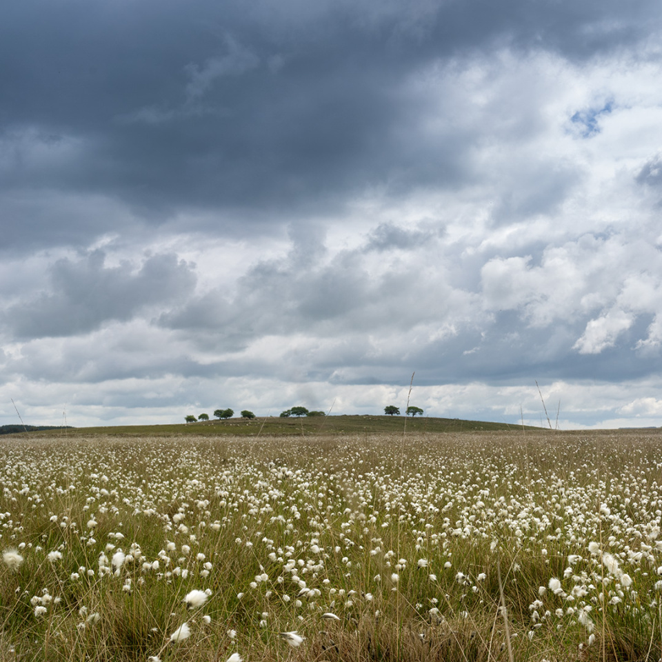 Folly Moss | walkingMarj | Blipfoto