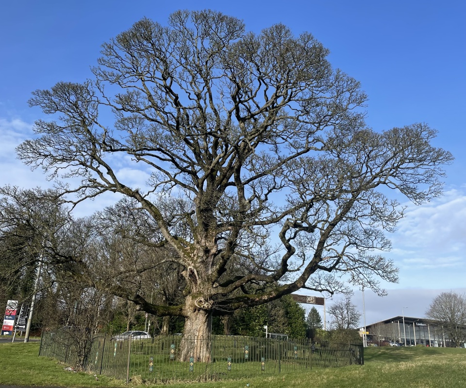 The Darnley Sycamore | Gladsouthsider | Blipfoto