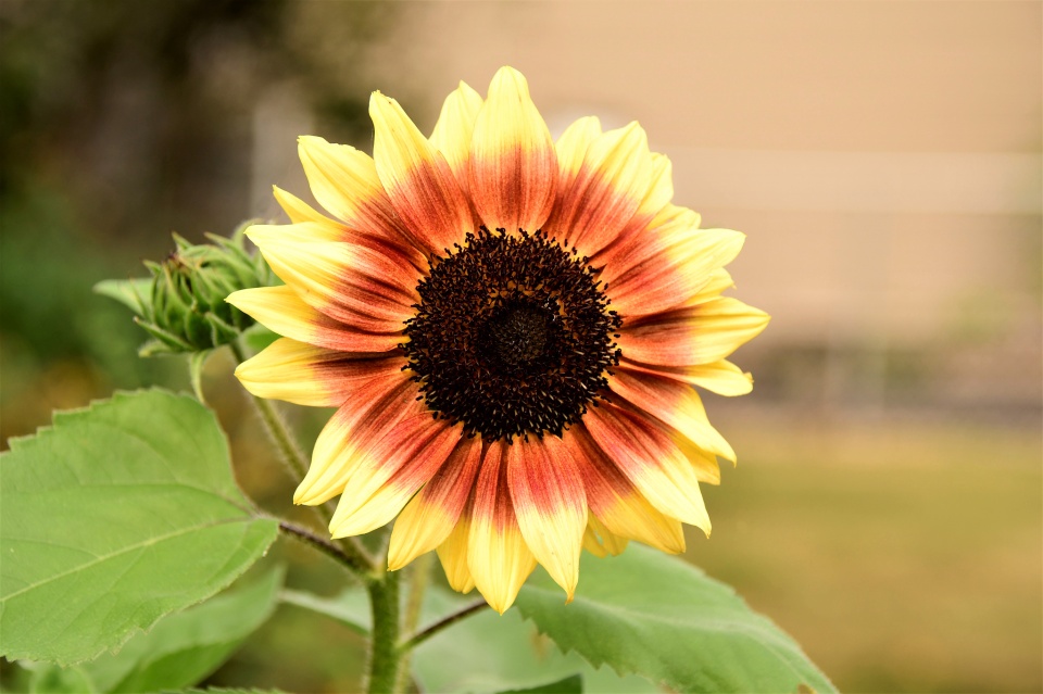 Mae's Sunflower... | dfb24 | Blipfoto