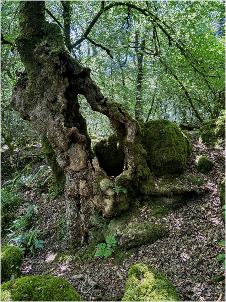 The Old Tree | Hyperion | Blipfoto