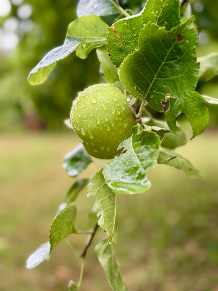 The Orchard | smilelikeabunny | Blipfoto