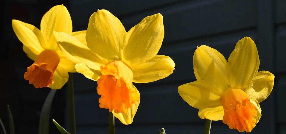 Three nodding heads | TimM | Blipfoto