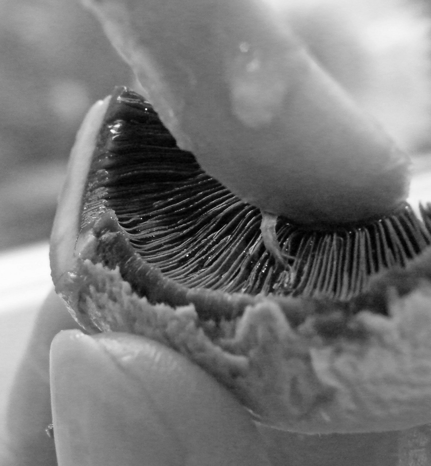 Textures | looking4beauty | Blipfoto