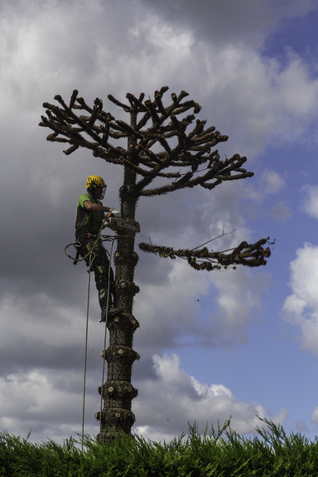 The demise of the Monkey Puzzle tree | JaneKavanagh | Blipfoto