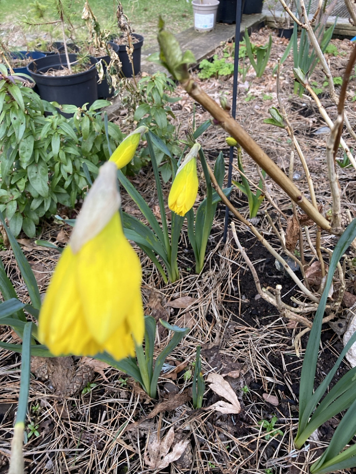 First day of spring…. | andypmoonbeam | Blipfoto