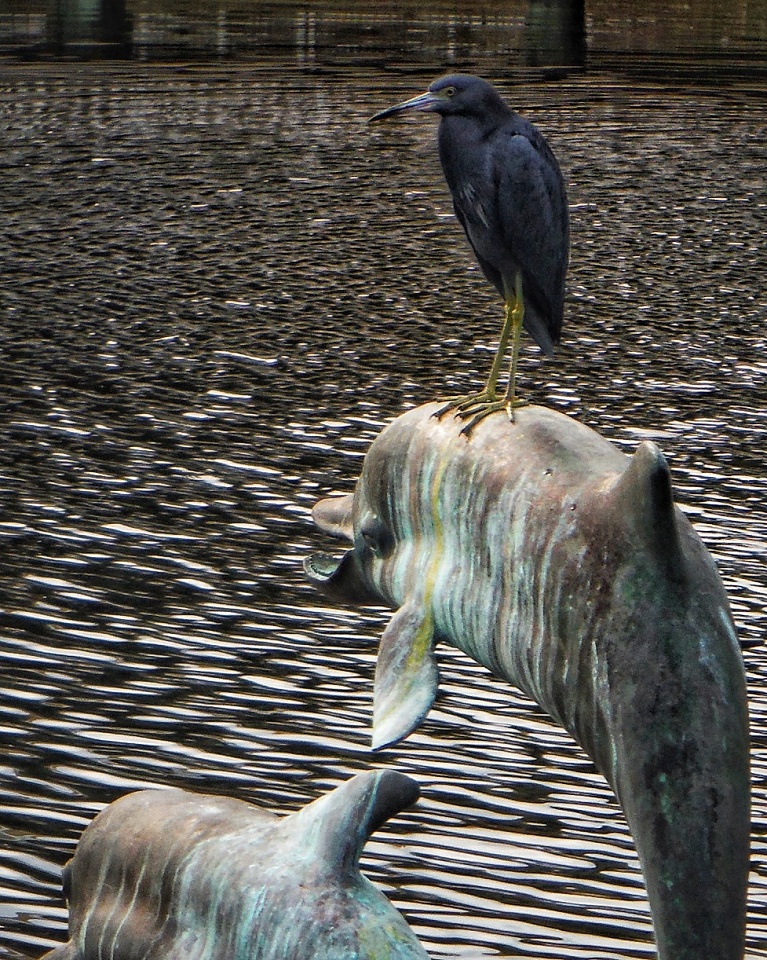 Bird on a Dolphin | PepperG | Blipfoto