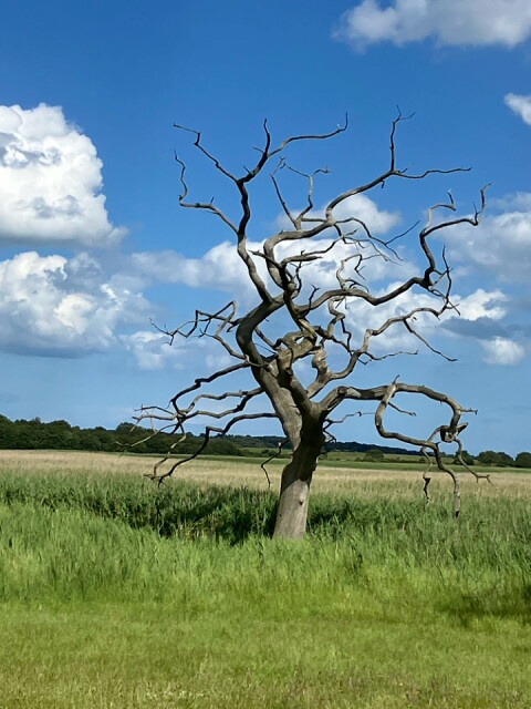 Photogenic tree | billygoat | Blipfoto