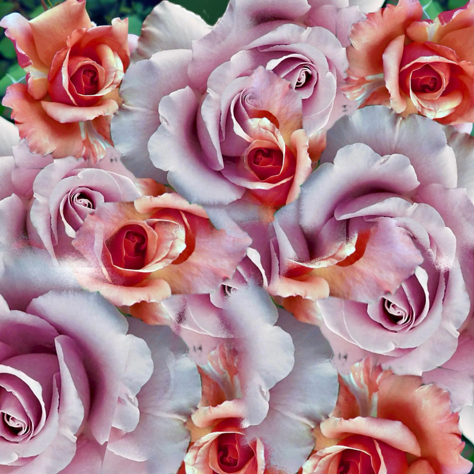 4 Roses Squared | jpbegley | Blipfoto