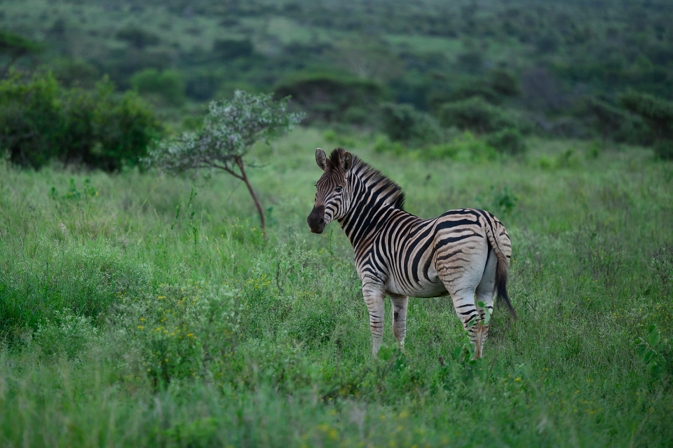 Stripey | dbifulco | Blipfoto