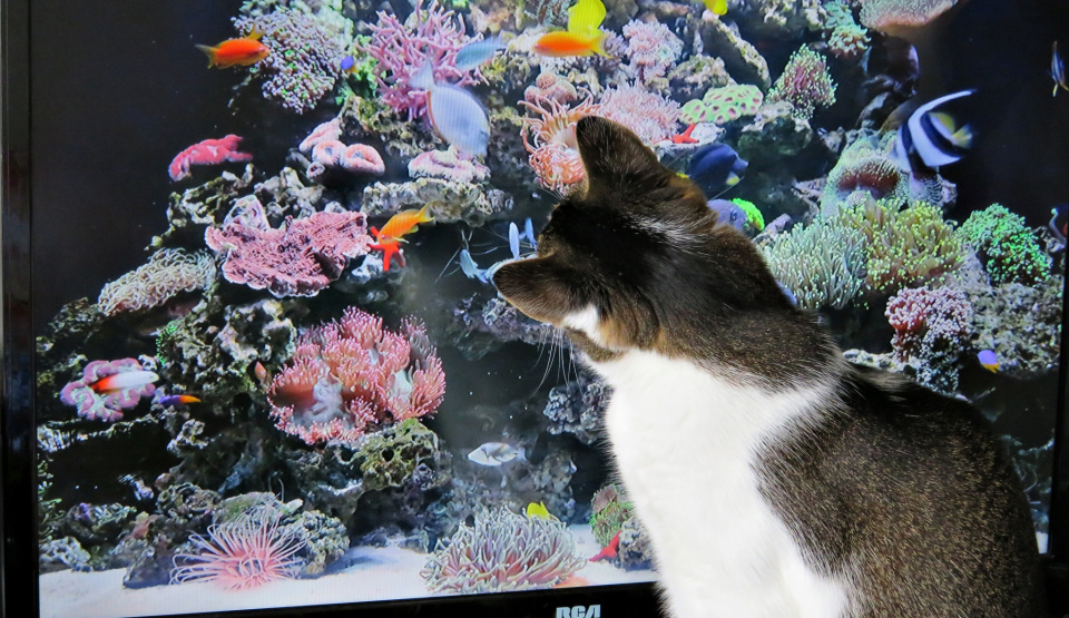 Aquarium Channel | lindee | Blipfoto