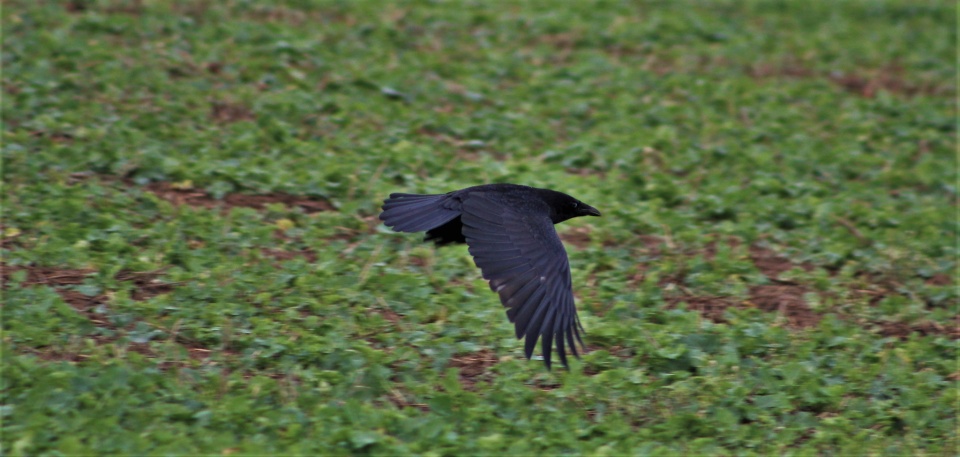 Crow | monkey | Blipfoto