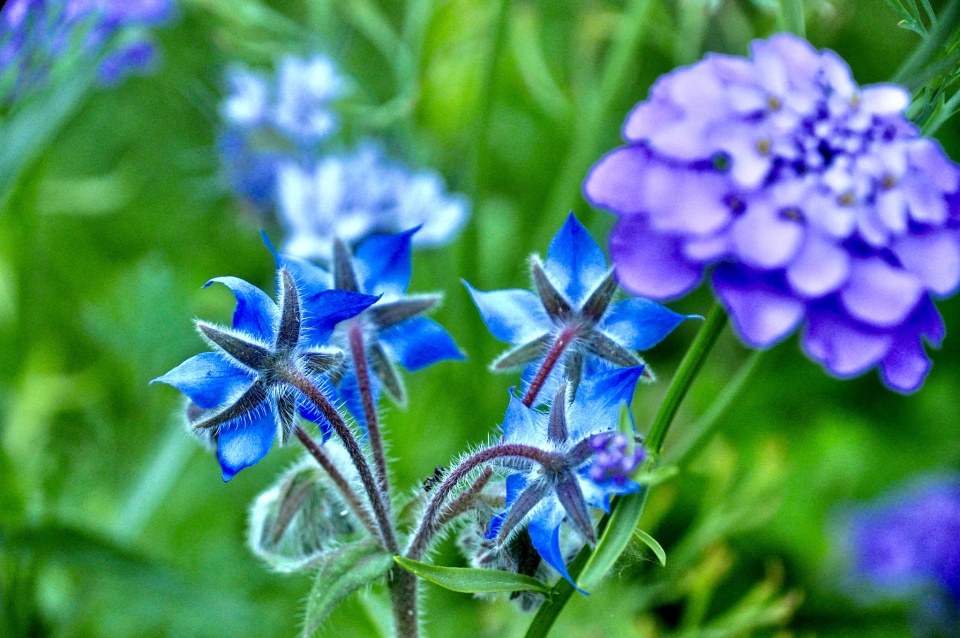Wildflower patch | Ingeborg | Blipfoto